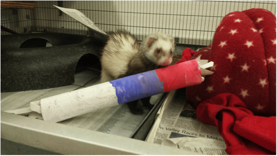 Fun for the Zoo: Engineering Enrichment and Enhancement – BOOST Cafe