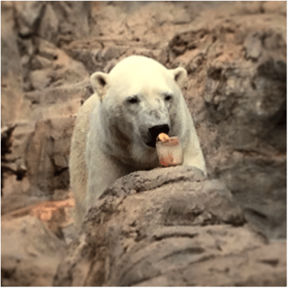 Fun for the Zoo: Engineering Enrichment and Enhancement – BOOST Cafe